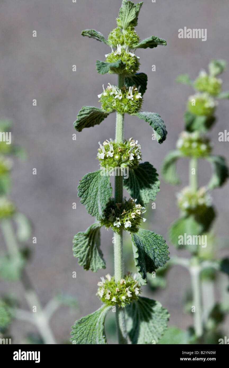 Marrubium vulgare horehound hi-res stock photography and images - Alamy