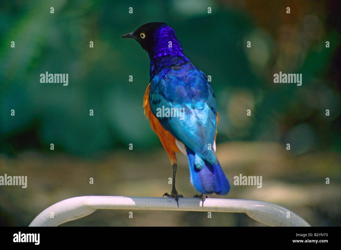 Species of starling hi-res stock photography and images - Alamy