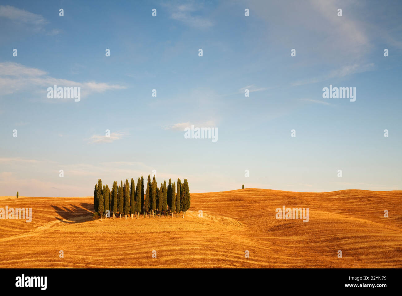 Field group cypress trees hi-res stock photography and images - Alamy