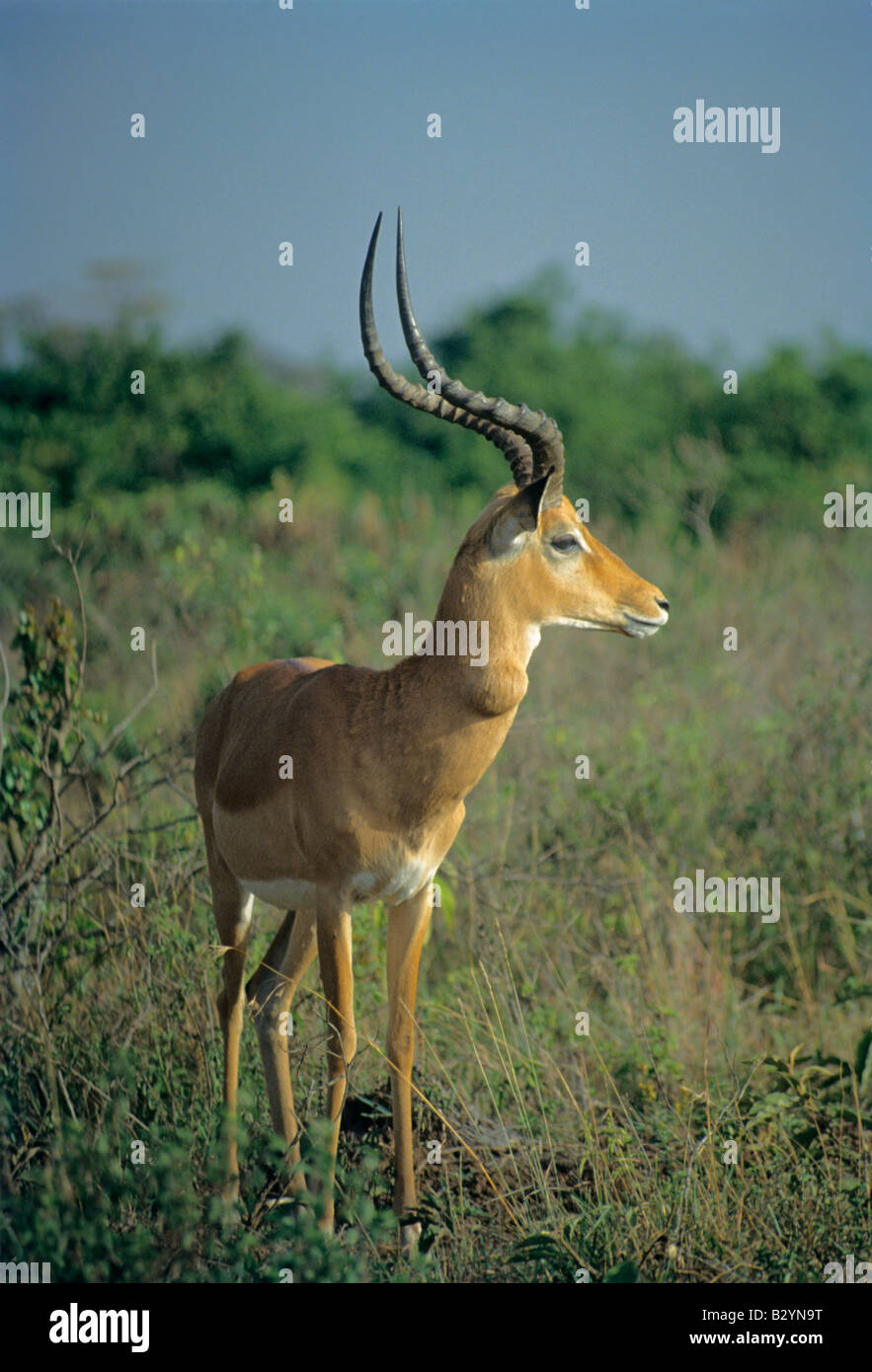 Thomson's gazelle (Eudorcas thomsoni) is one of the best-known gazelles ...