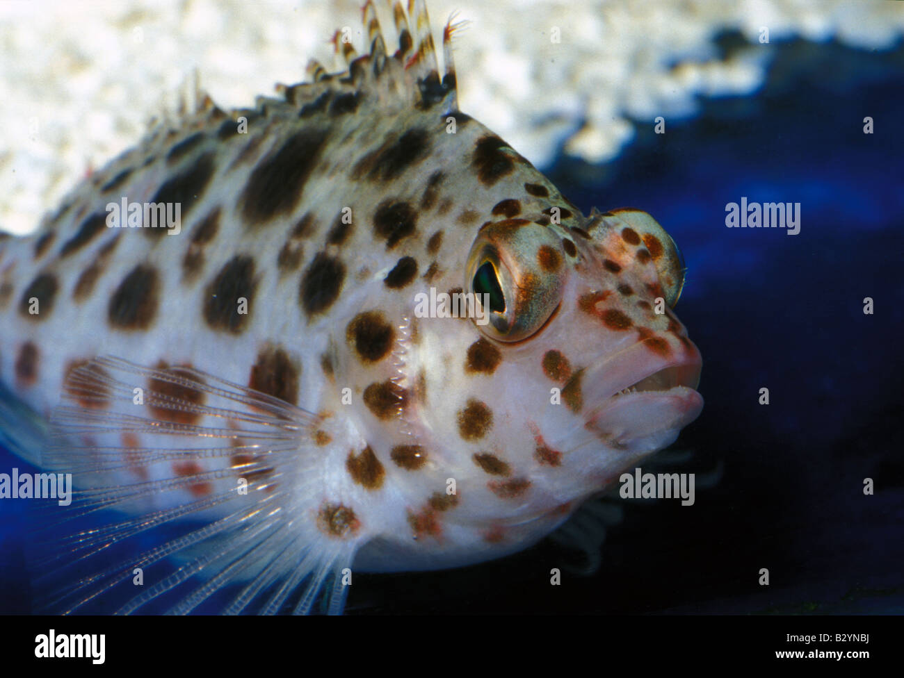 Coral hawkfish Cirrhitichthys oxycephalus, a reef fish Stock Photo - Alamy