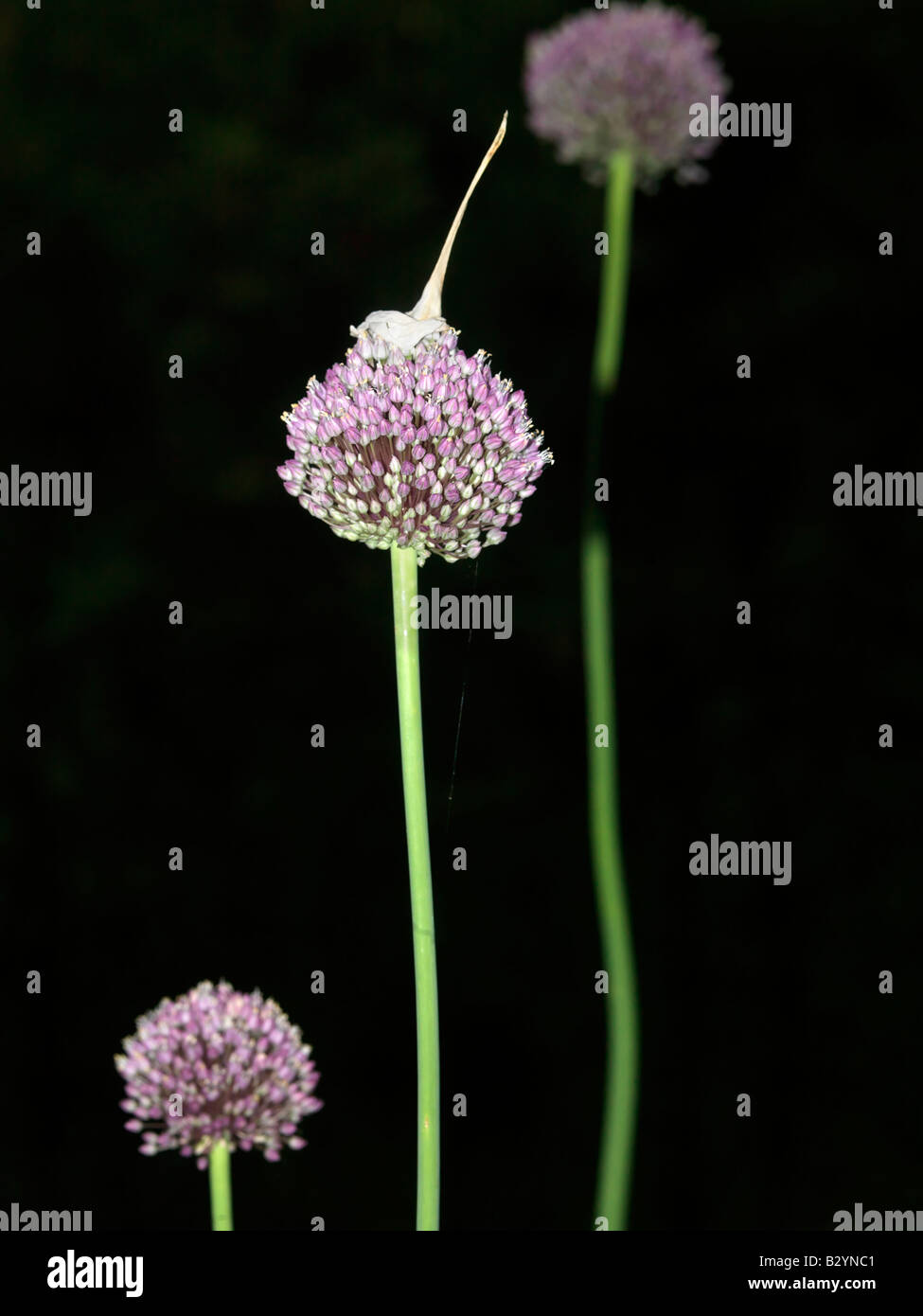 Garlic Flowers High Resolution Stock Photography and Images - Alamy