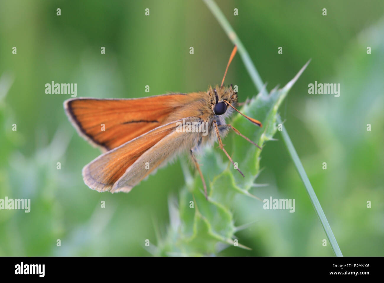 SMALL SKIPPER Thymelicus sylvestris RESTING ON THISTLE LEAF SIDE VIEW ...