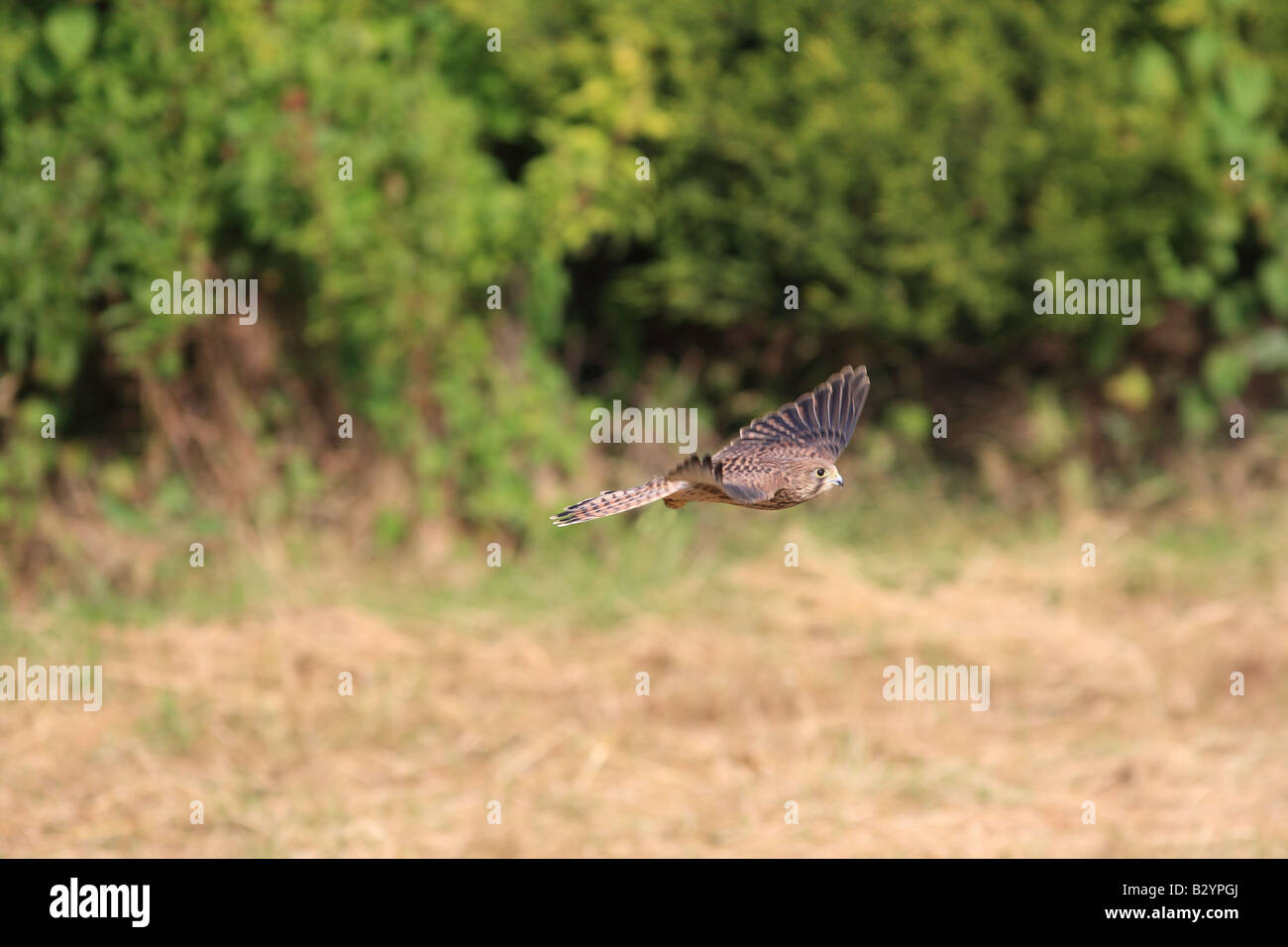 KESTREL Falco tinnunculus IN FLIGHT SIDE VIEW Stock Photo - Alamy