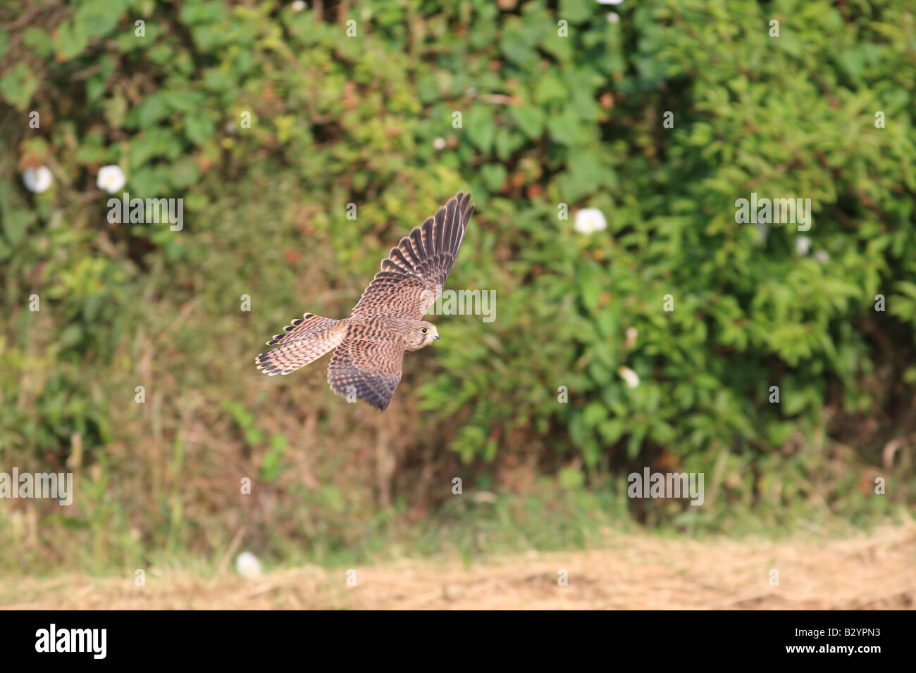 KESTREL Falco tinnunculus IN FLIGHT SIDE VIEW Stock Photo - Alamy