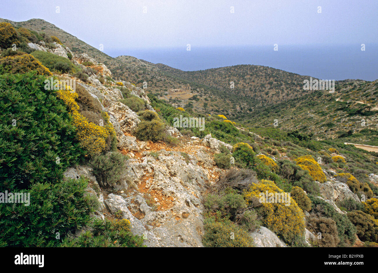 Wild vegetation, Crete, Greece Stock Photo - Alamy