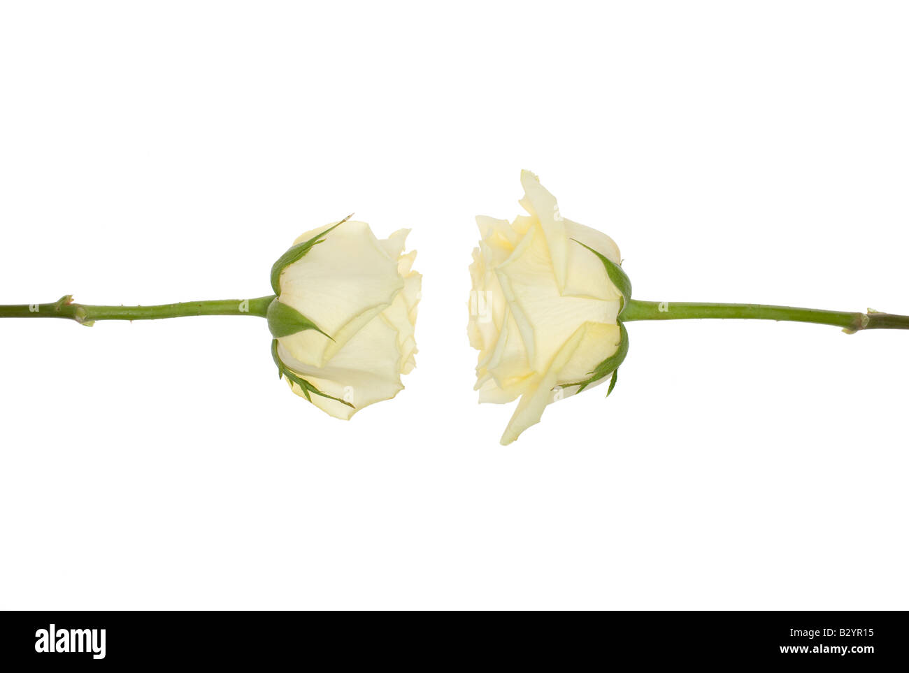 Two white roses facing each other Stock Photo - Alamy