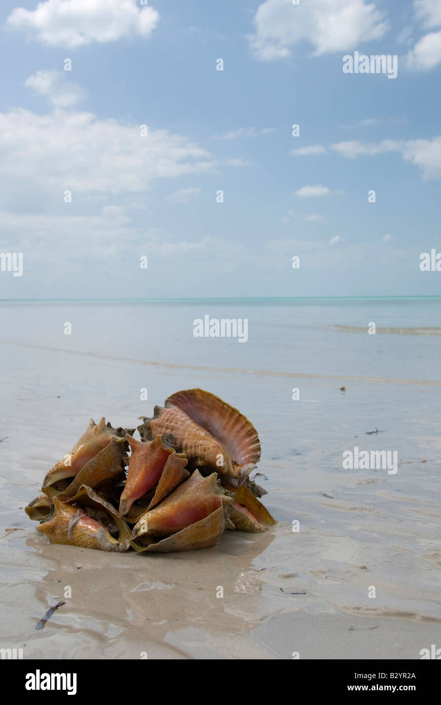a Cuban seascape seashells Stock Photo - Alamy
