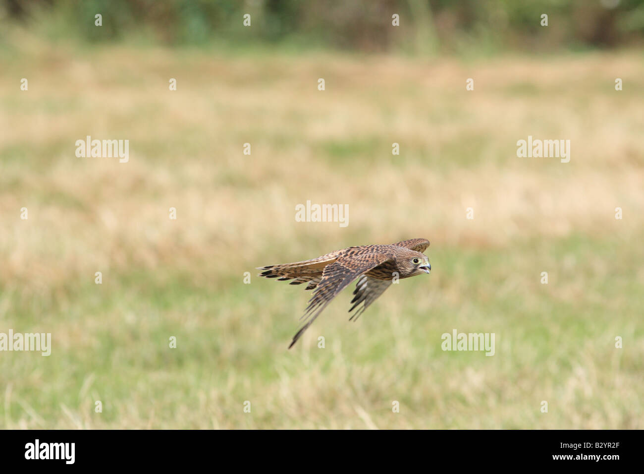 KESTREL Falco tinnunculus FLYING SIDE VIEW CLOSE TO GROUND Stock Photo ...