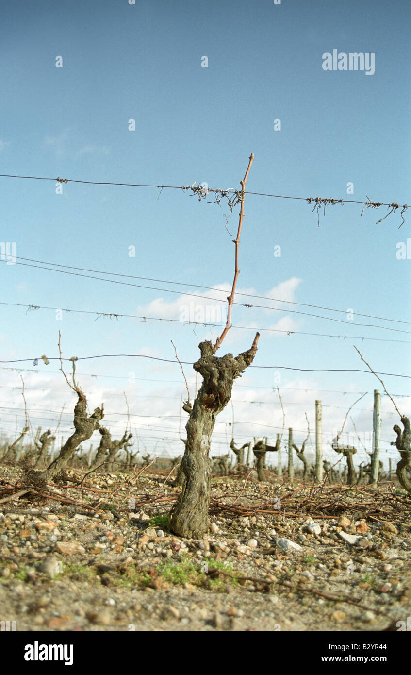 Guyot grape hi-res stock photography and images - Alamy