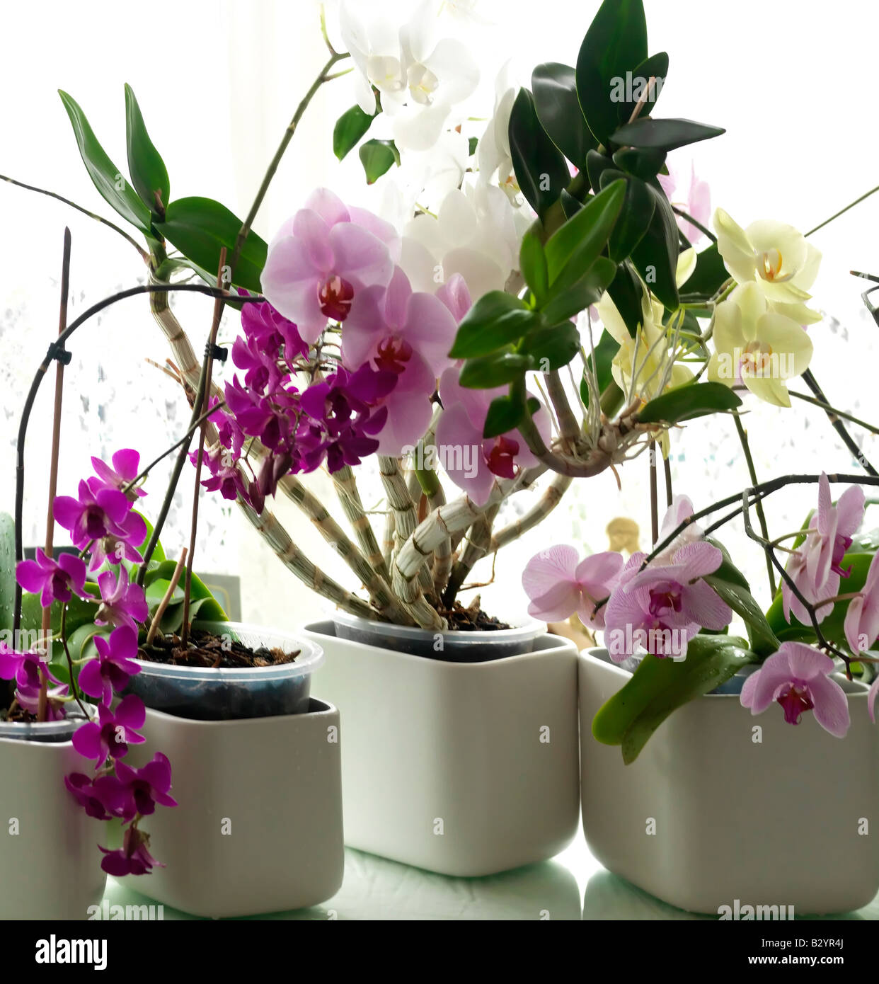 Orchid Display Pot plants Stock Photo - Alamy