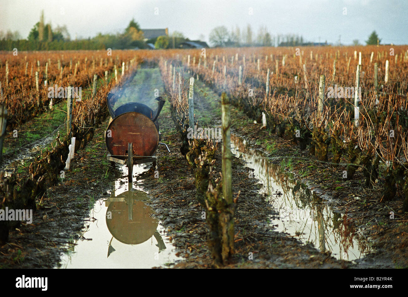 Vineyard winter pruned with a wheel barrow from an oil barrel to burn ...