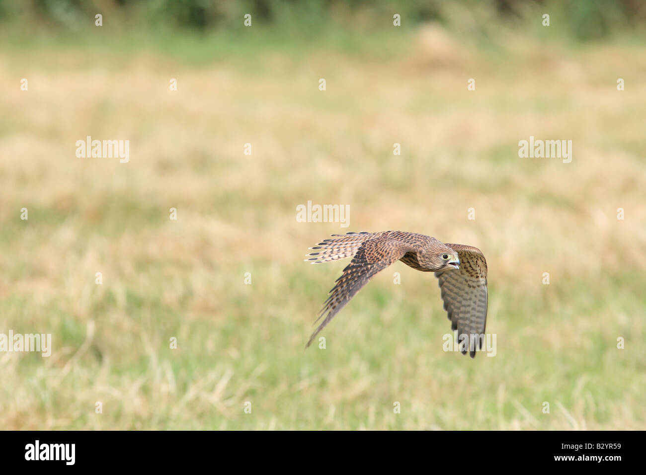 Kestrel side view hi-res stock photography and images - Alamy