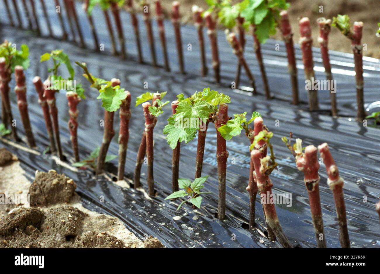 Vine nursery with newly grafted plants. Touraine, Loire, France Stock ...