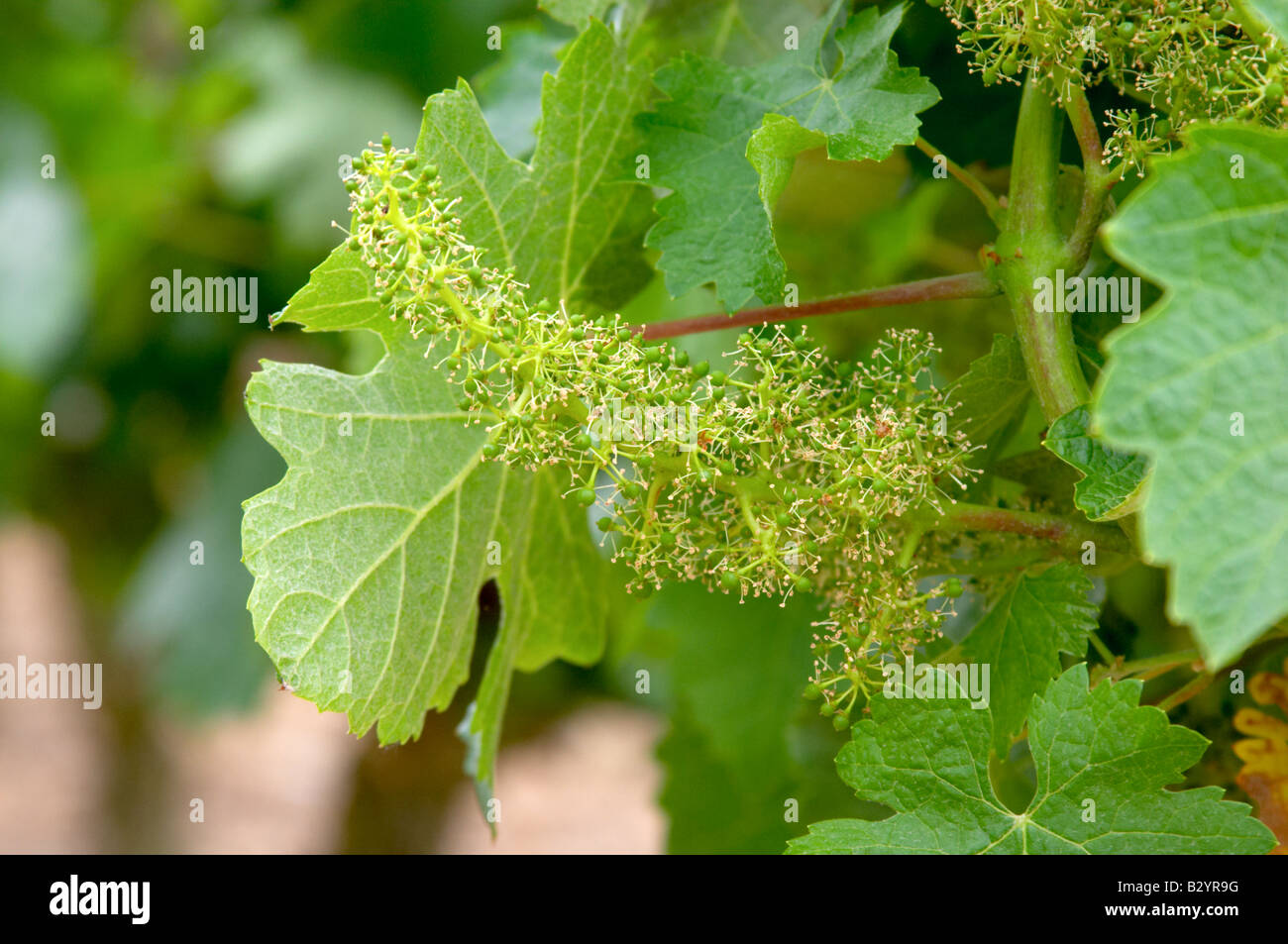 Flowering grape vine. Vine leaf. Domaine Chateau de la Roche aux Moines ...