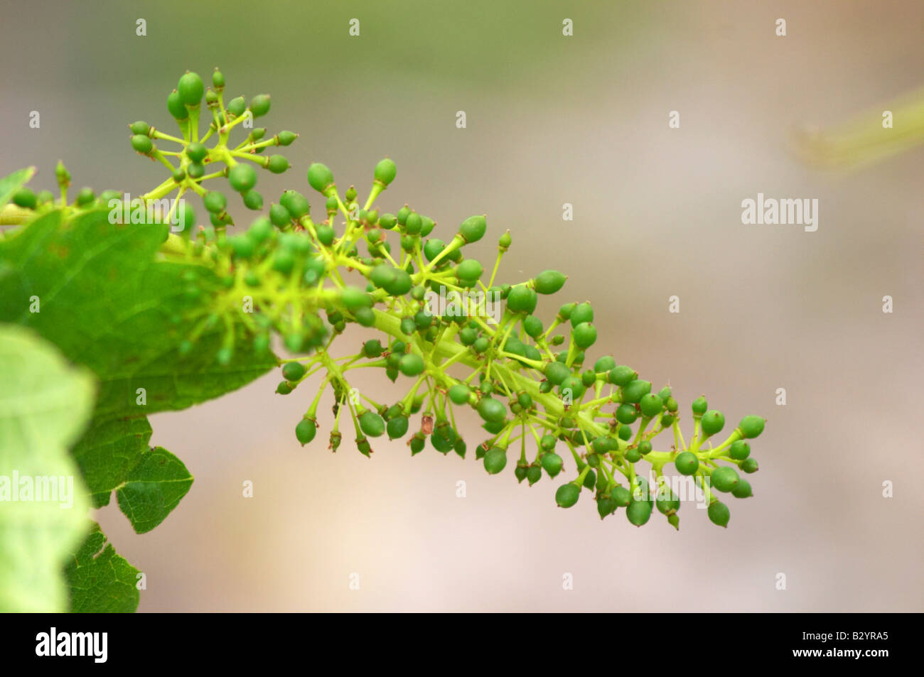 Grape buds. Unripe grapes. Chenin Blanc. Savennieres, Anjou, Loire ...