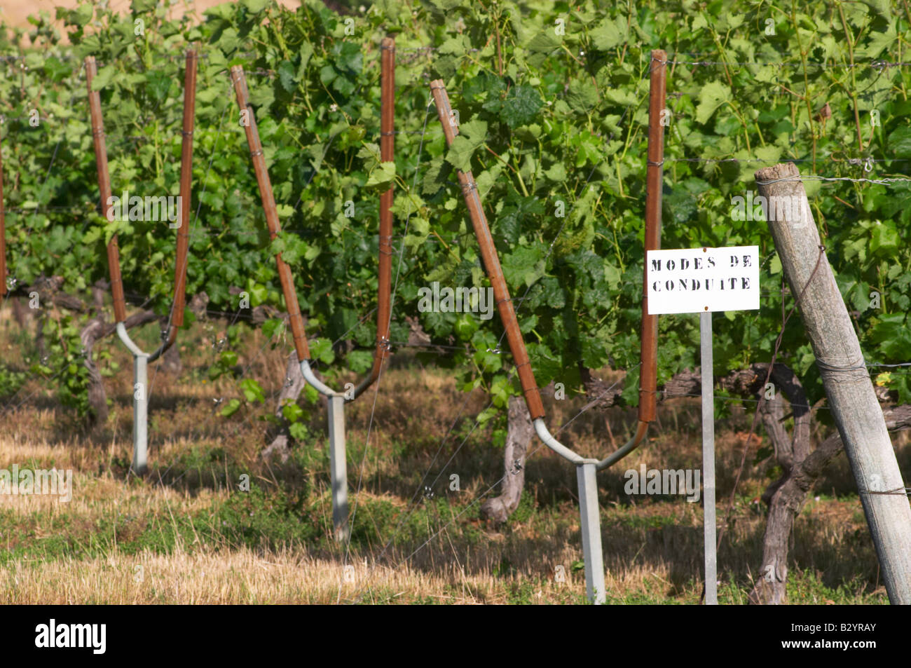 Vines with Lyre style pruning. Chenin Blanc. Agricultural Research ...