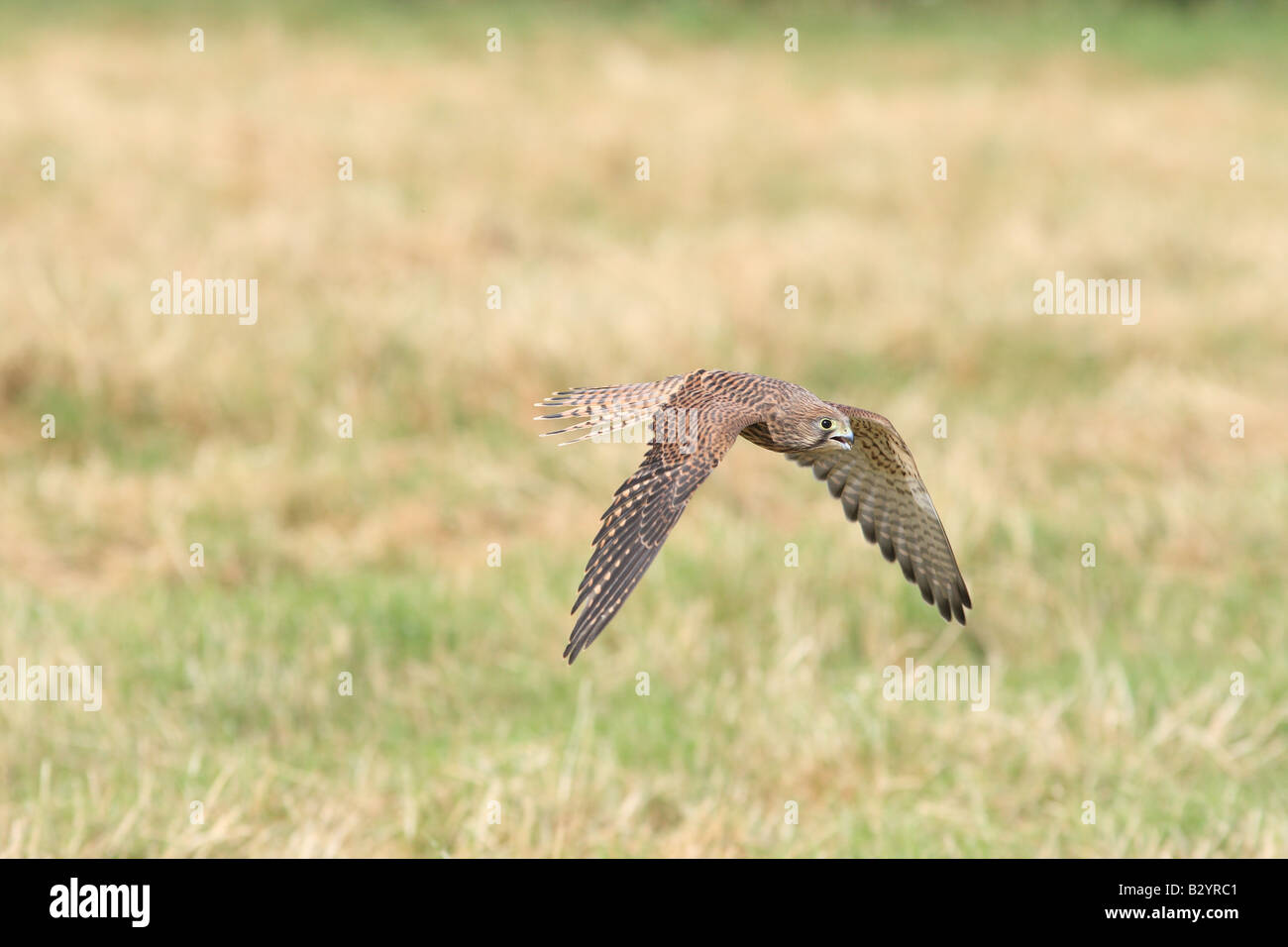 KESTREL Falco tinnunculis FLYING SIDE VIEW CLOSE TO GROUND Stock Photo ...