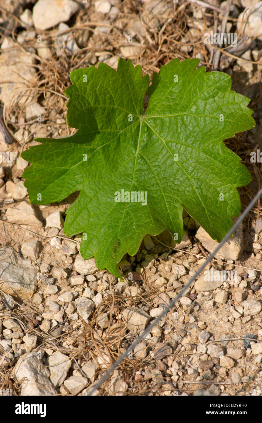 Vine leaf. Sauvignon Blanc. Domaine Henri Bourgeois, Chavignol ...