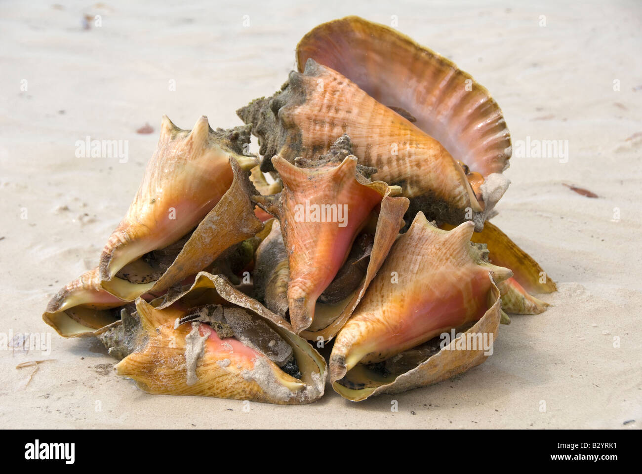 a Cuban seascape seashells Stock Photo - Alamy