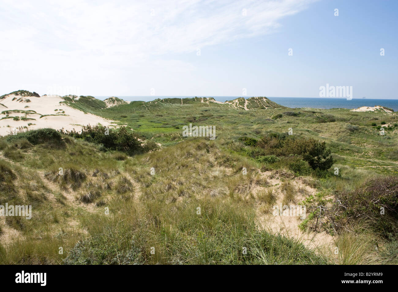 scrub and marram grass growing in an area of stable sand dunes. Formby ...