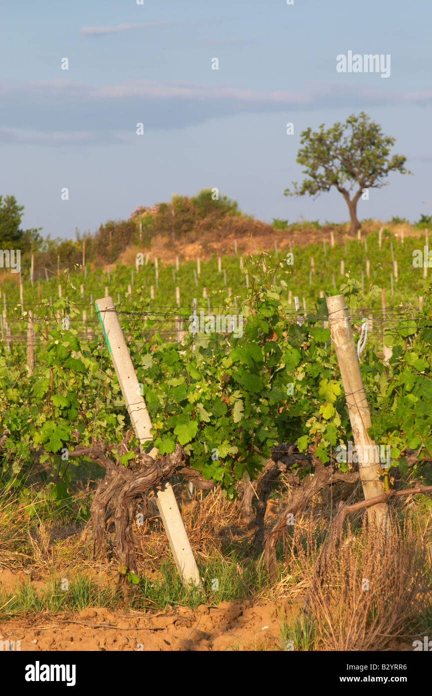 Rivesaltes hi-res stock photography and images - Alamy