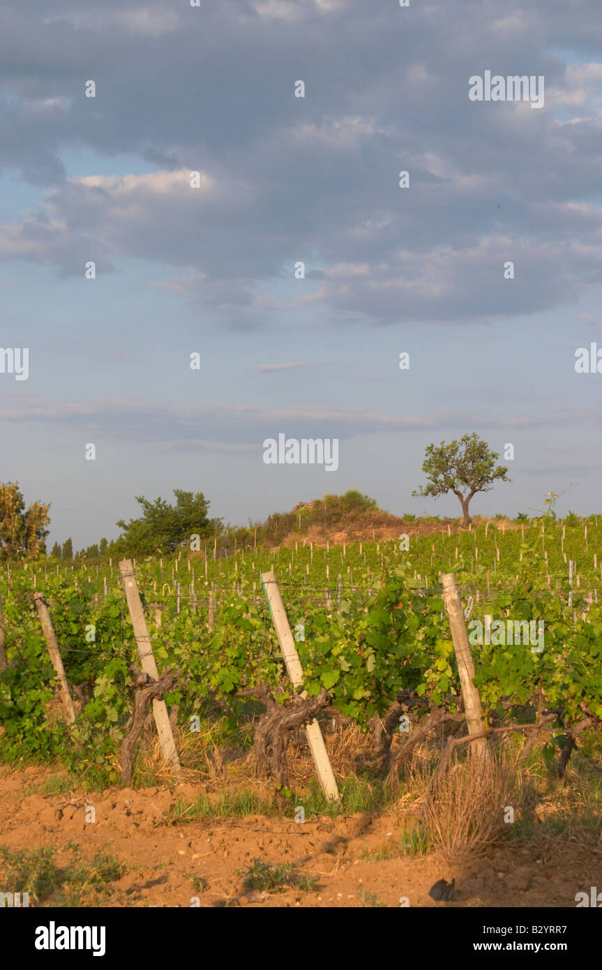 French rivesaltes hi-res stock photography and images - Alamy