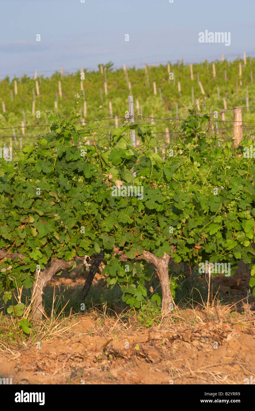 Vineyard. Rivesaltes town, Roussillon, France Stock Photo - Alamy