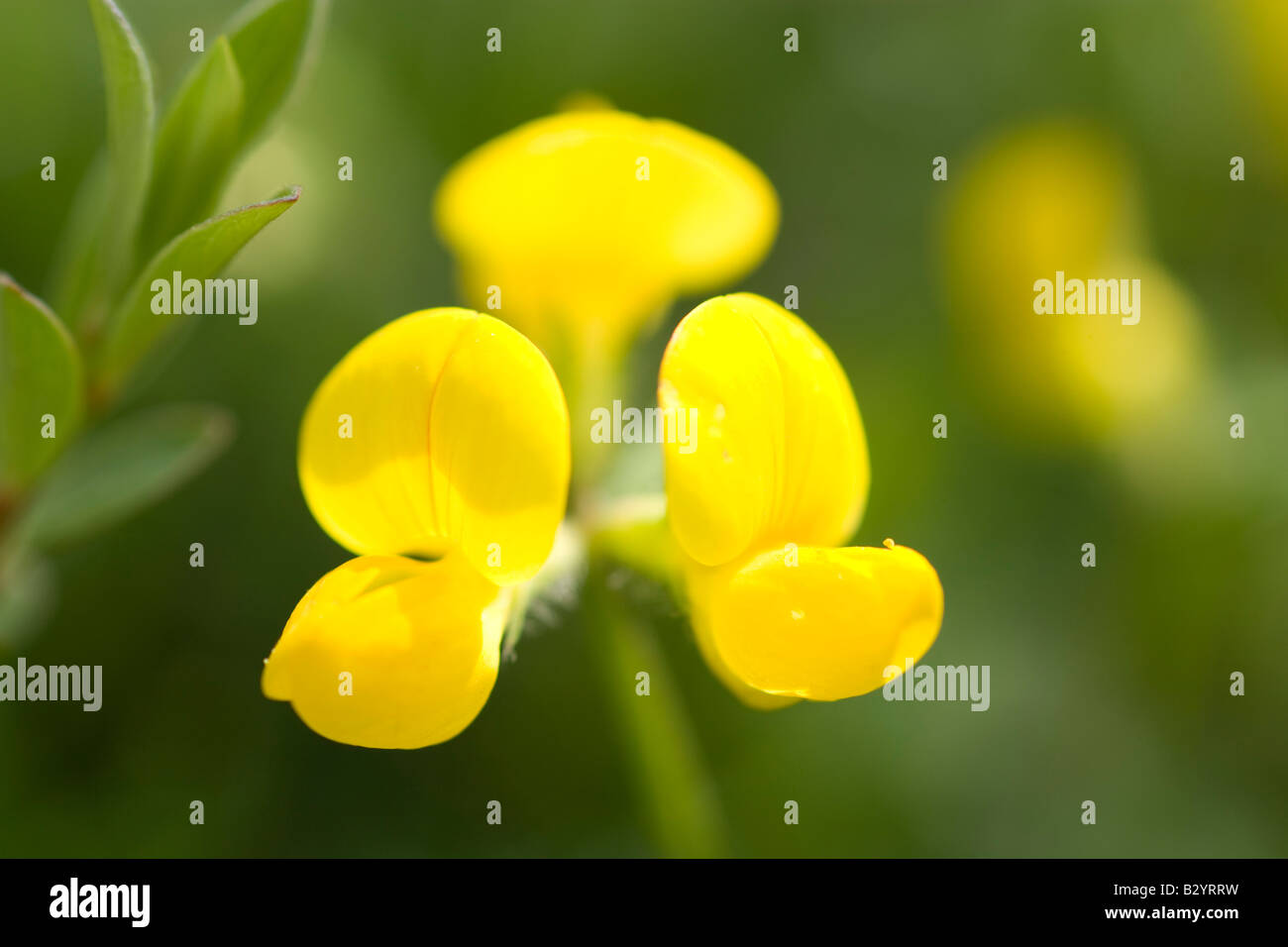 0706m 386 hi-res stock photography and images - Alamy