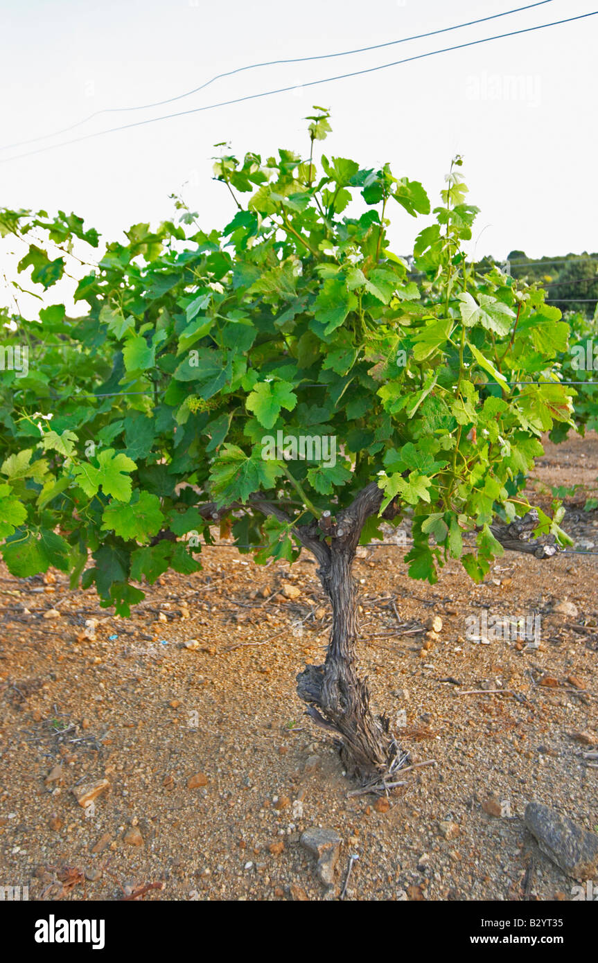Caramany hi-res stock photography and images - Alamy