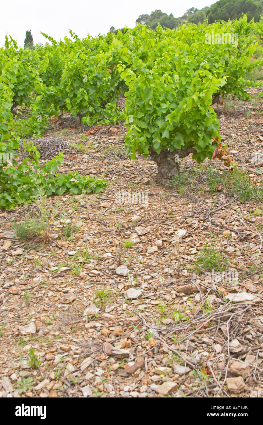 Types of vines hi-res stock photography and images - Alamy