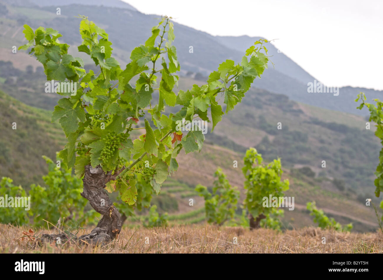 Calces hi-res stock photography and images - Alamy