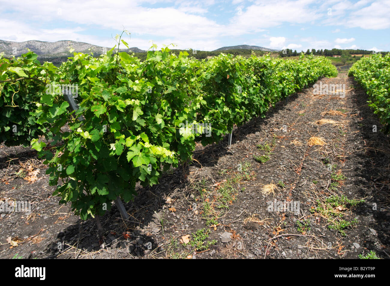 Slate. Vineyard. The black soil. Called Terres Brulees. Syrah. Domaine ...