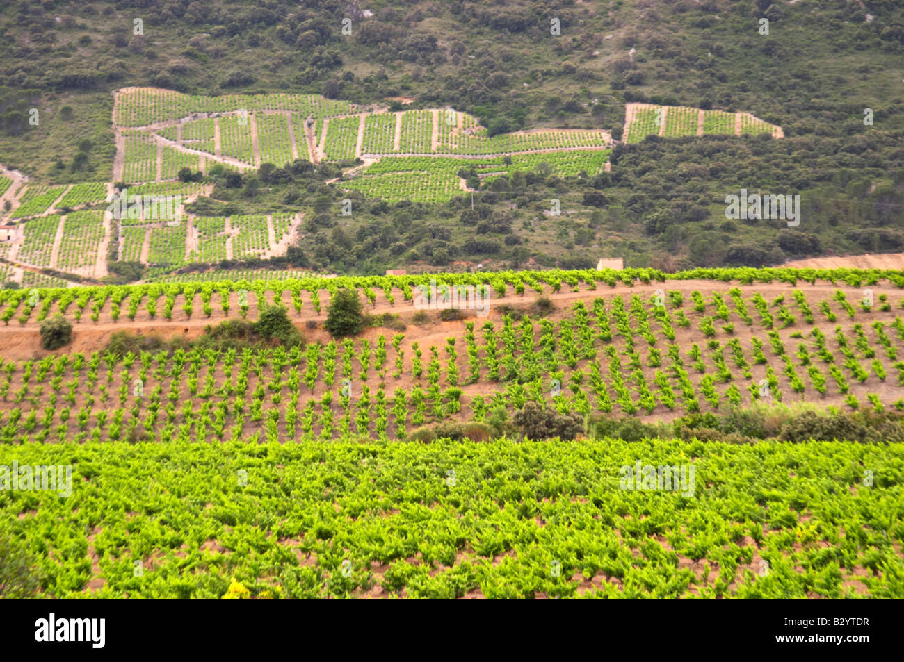 Vineyard. Mas Amiel, Maury, Roussillon, France Stock Photo - Alamy