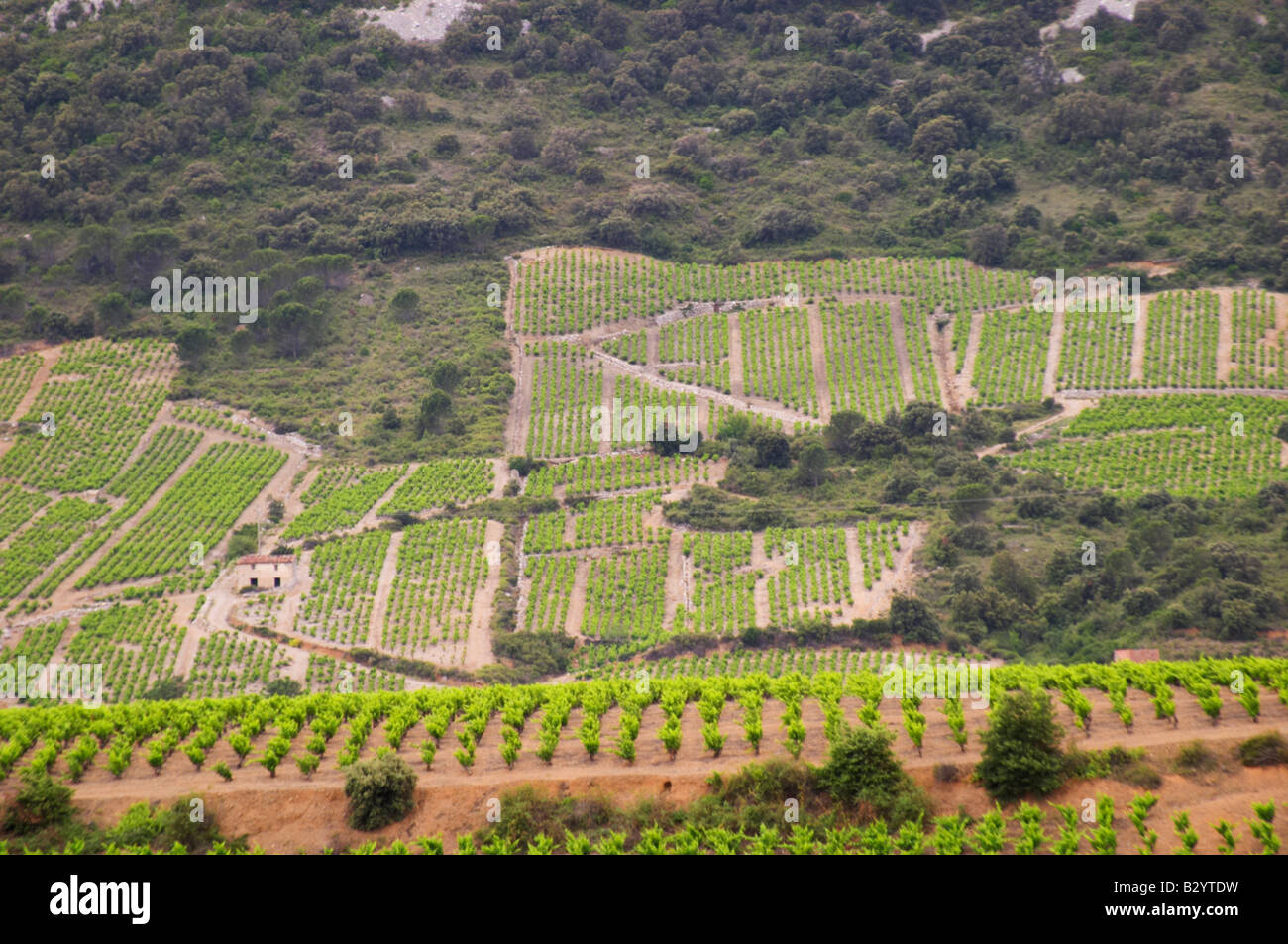 Vineyard. Mas Amiel, Maury, Roussillon, France Stock Photo - Alamy
