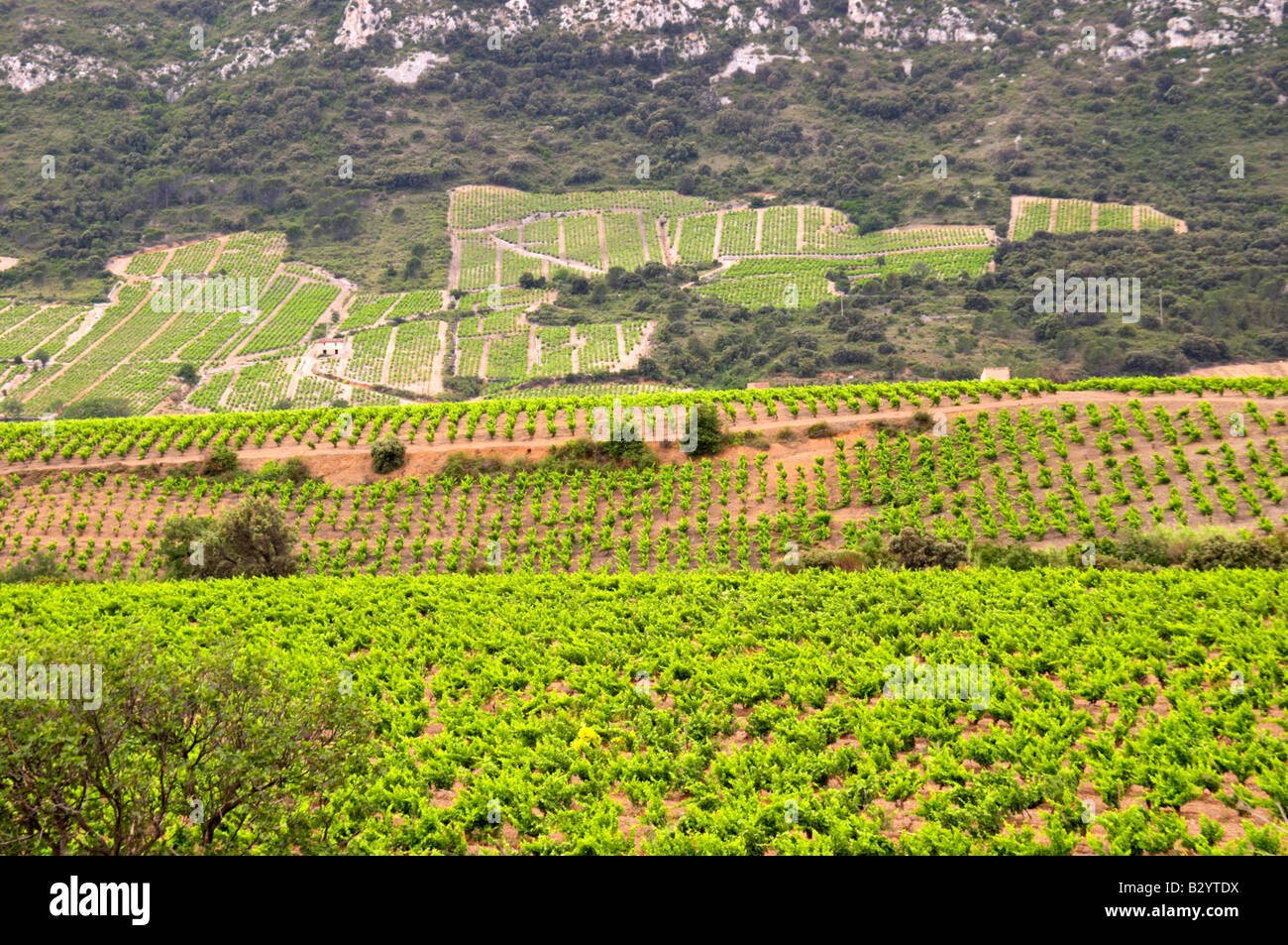 Vineyard. Mas Amiel, Maury, Roussillon, France Stock Photo - Alamy