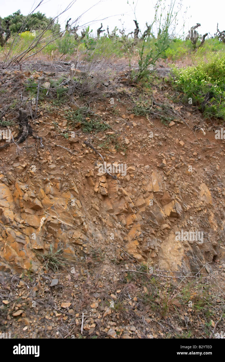 Section through the schist slate with clay soil. Mas Amiel, Maury ...