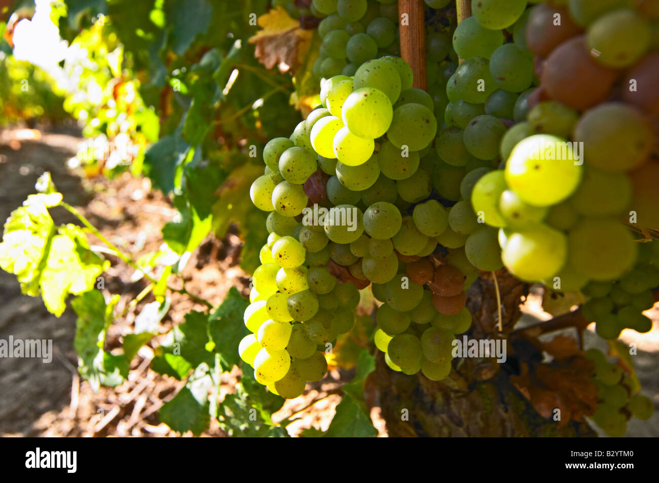 Bunches of ripe grapes. Sauvignon blanc. Domaine Henry Natter, Montigny ...