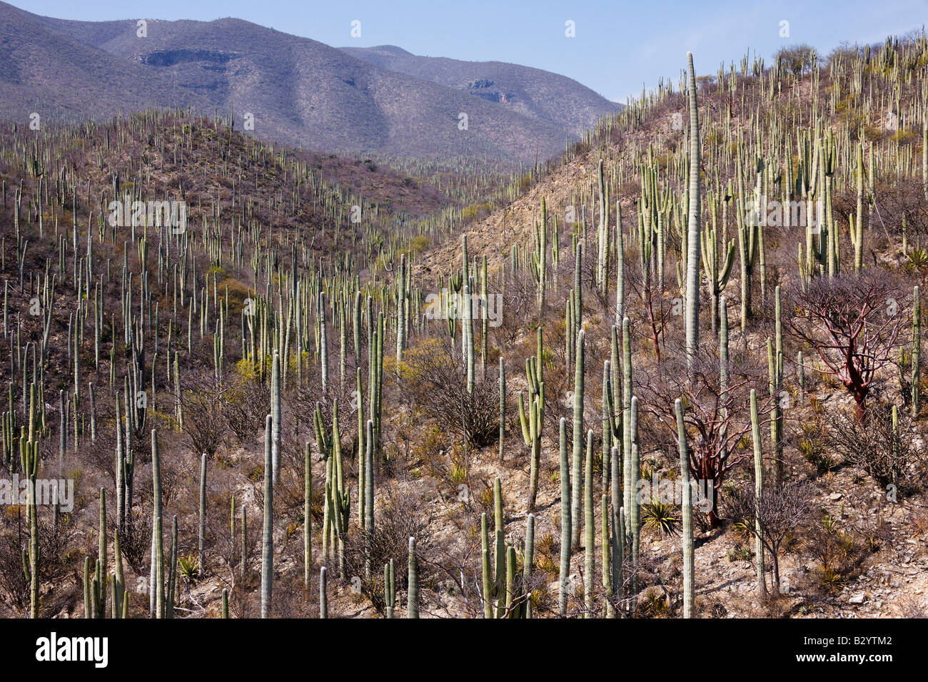 Cactus Mexico Scenic Landscape High Resolution Stock Photography and ...