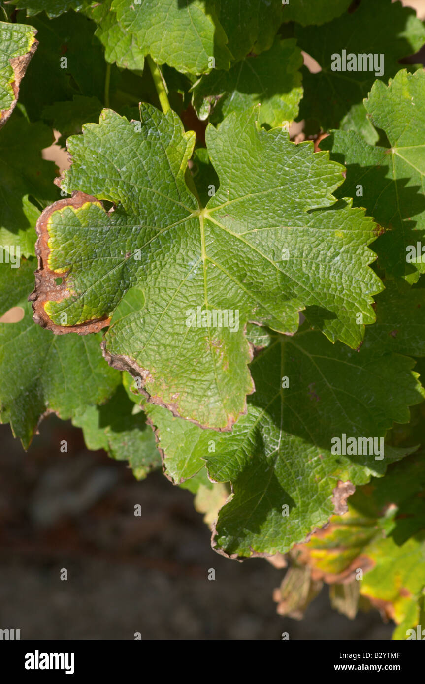 Vine leaf. Sauvignon blanc. Domaine Henry Natter, Montigny, Sancerre ...