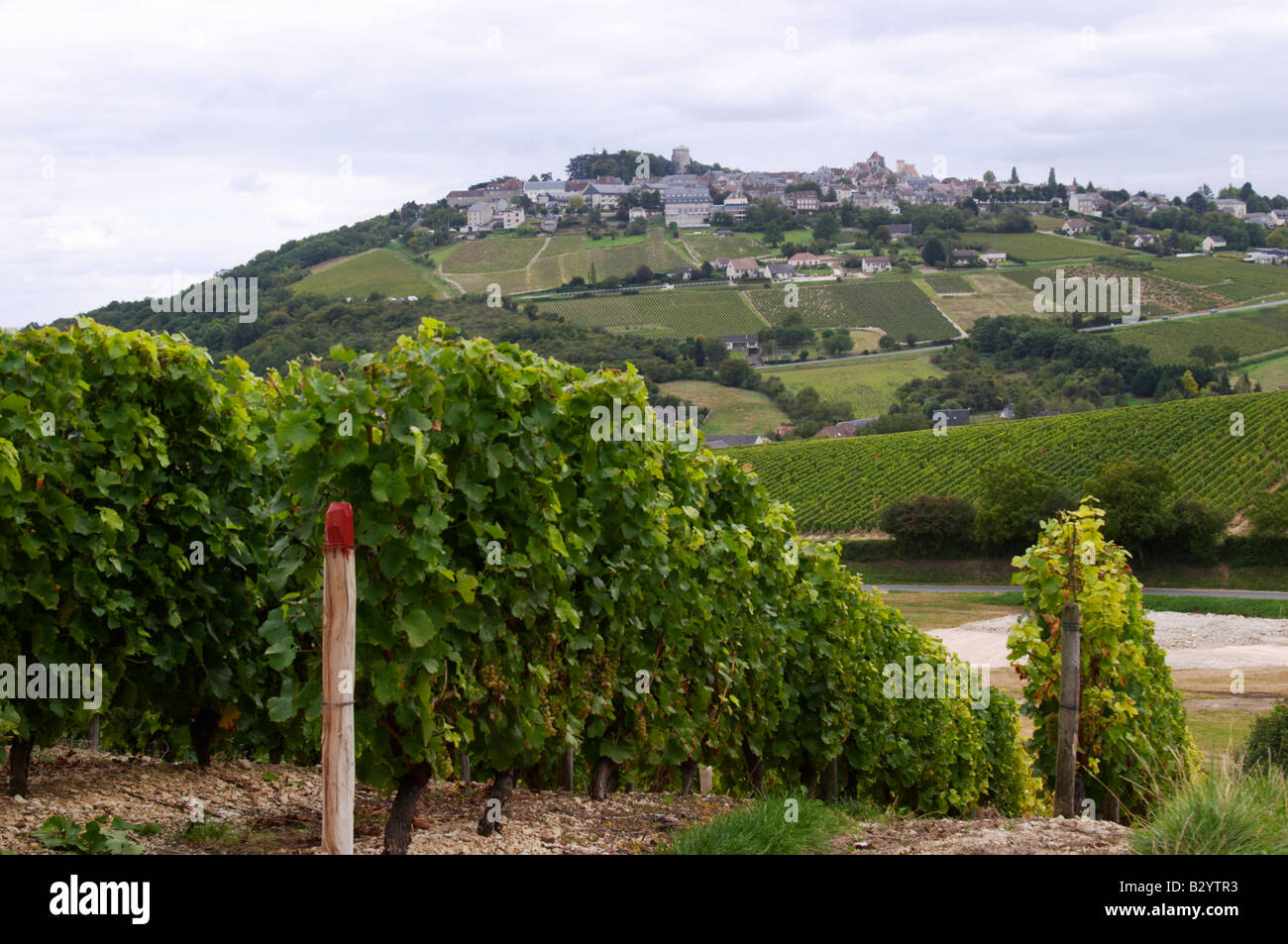 Loire valley vineyard sauvignon hi-res stock photography and images - Alamy