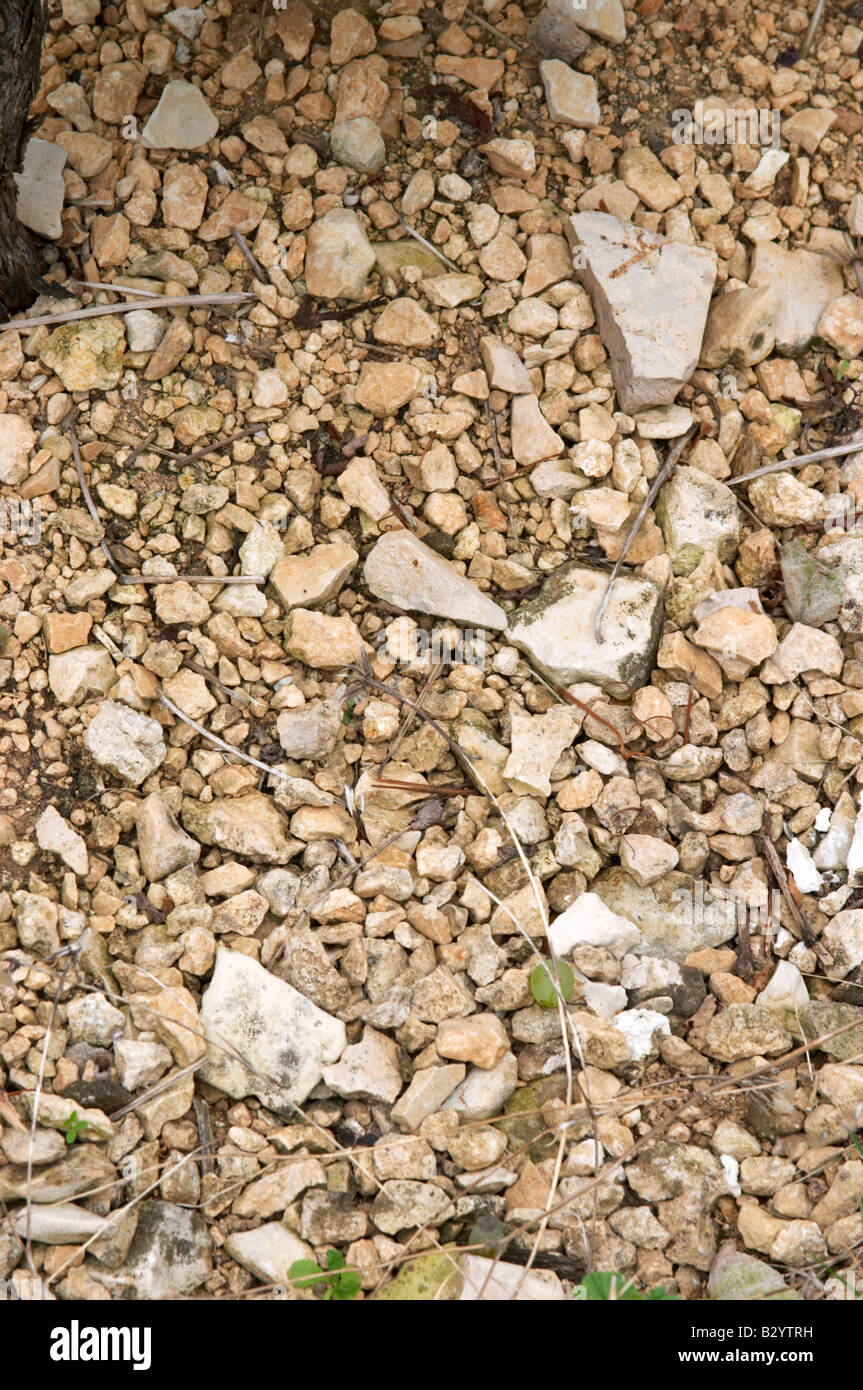 Pebble soil and vines hi-res stock photography and images - Alamy