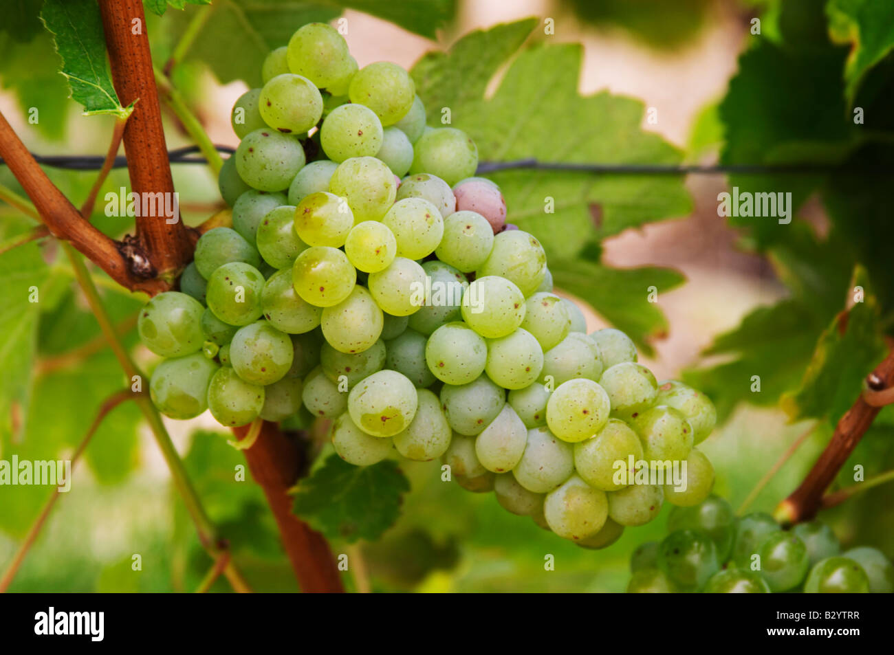 Bunches of ripe grapes. Sauvignon Blanc. Domaine de la Perriere ...