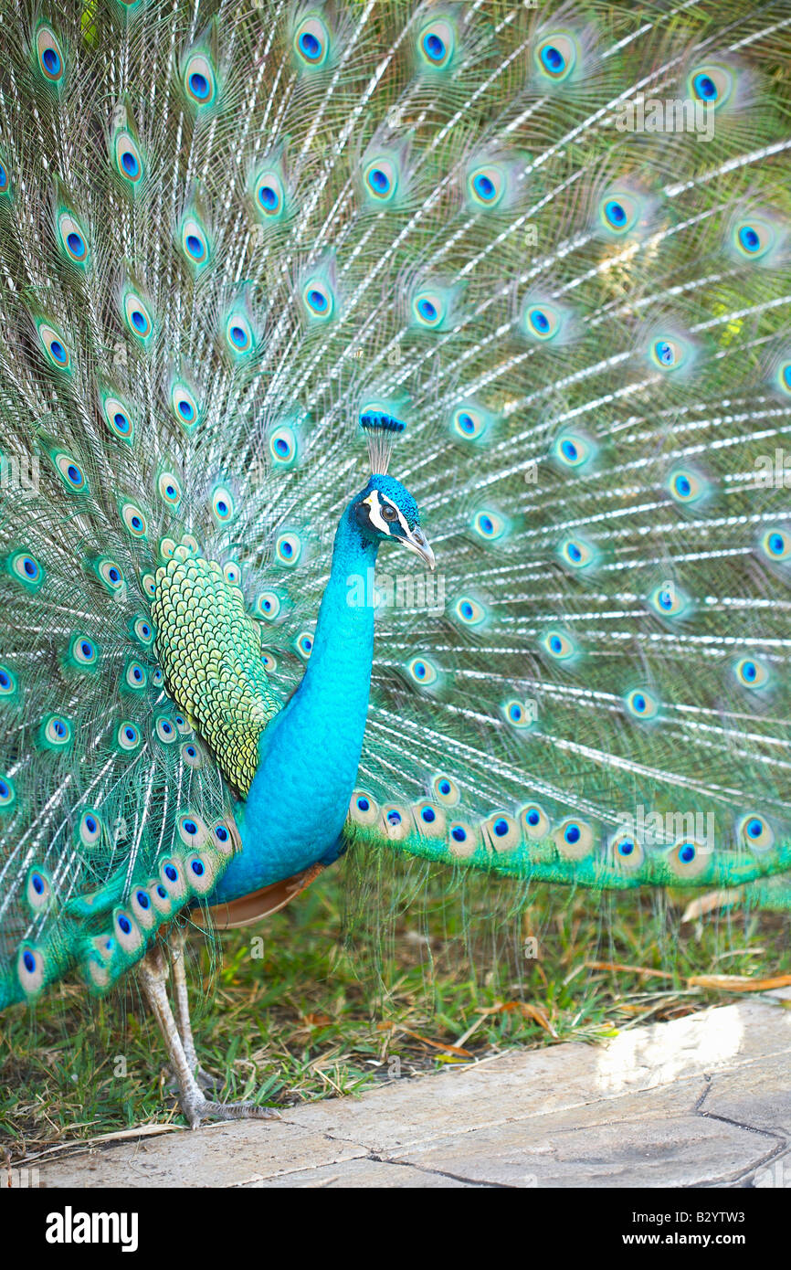 Peacock full body shot hi-res stock photography and images - Alamy