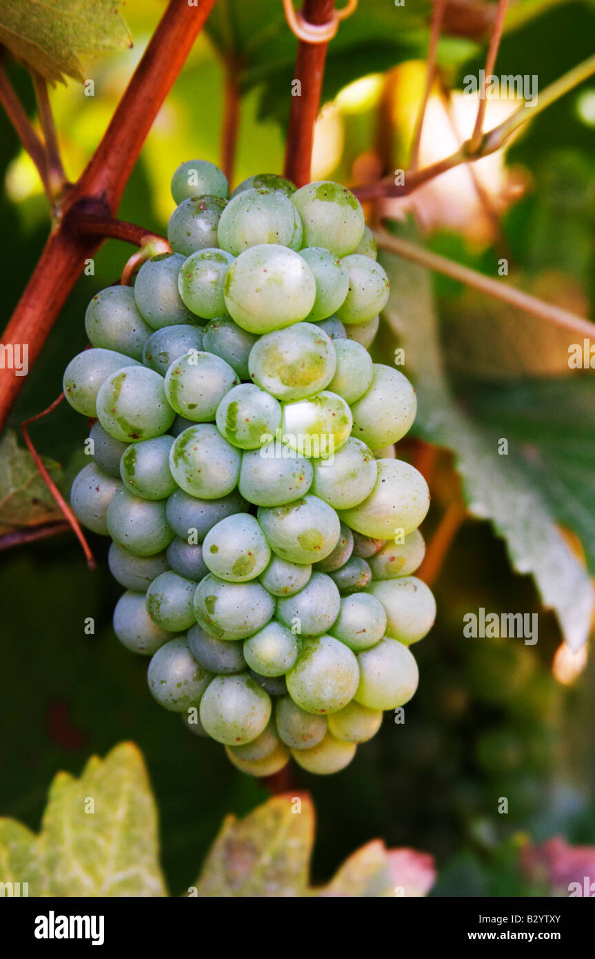 French grapes varieties hi-res stock photography and images - Alamy