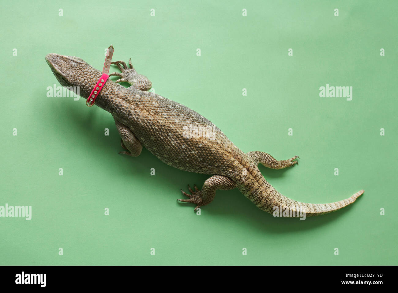 Portrait of Lizard Stock Photo - Alamy