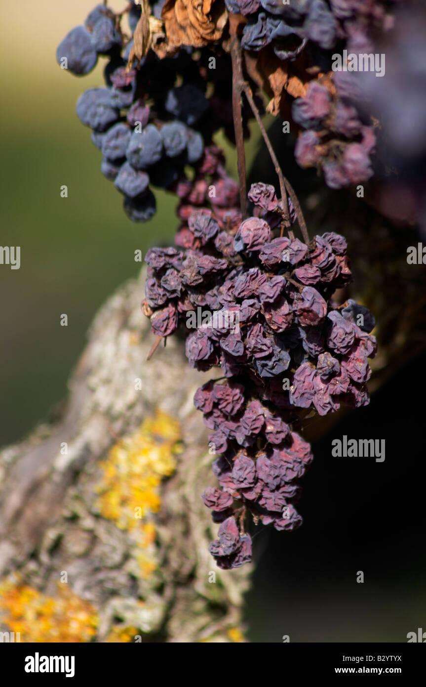 Cabernet franc grapes loire hi-res stock photography and images - Alamy