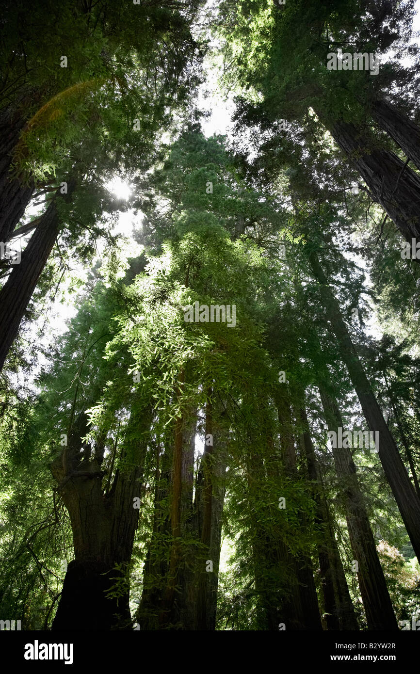 Trees in Forest, Muir Woods National Monument, Marin County, California ...