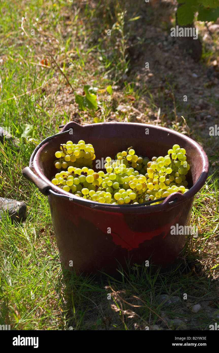 Hand picked grapes hi-res stock photography and images - Alamy