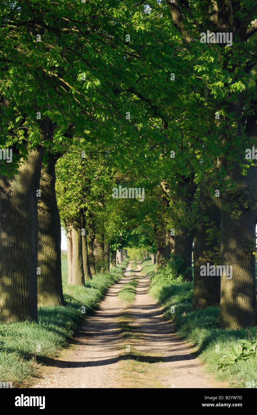 Tall tree lined country road hi-res stock photography and images - Alamy